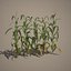3d Corn Stalks Model