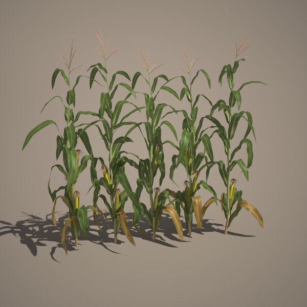3d corn stalks model