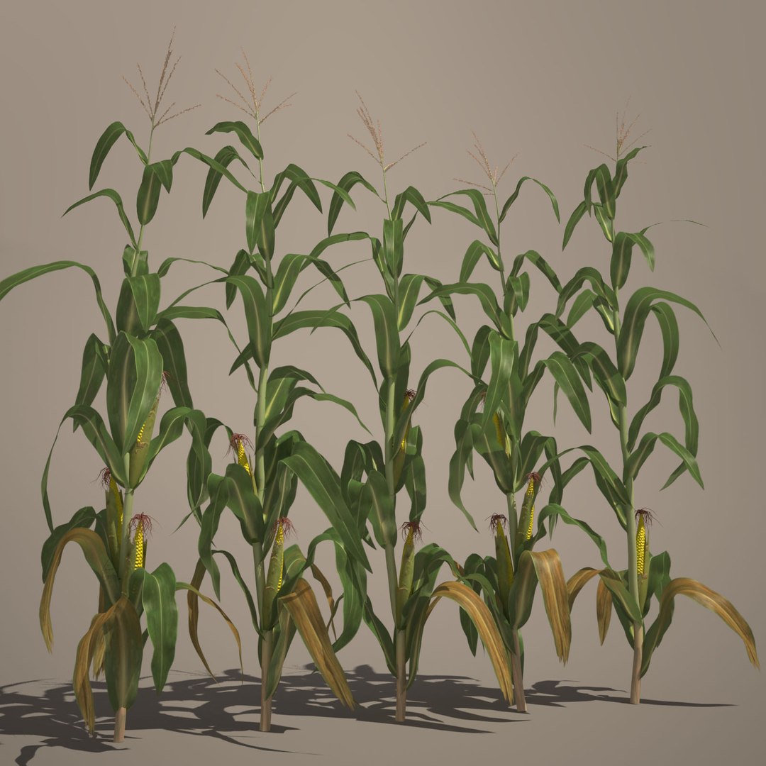 3d Corn Stalks Model