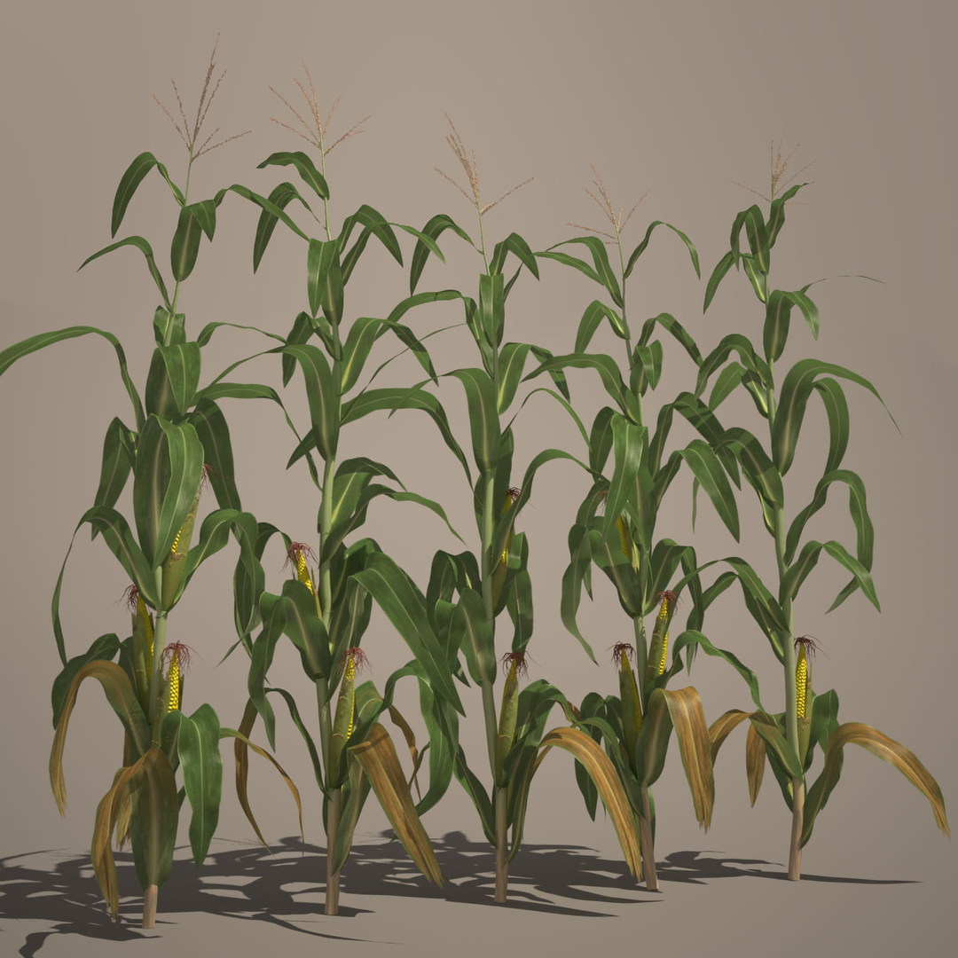3d corn stalks model