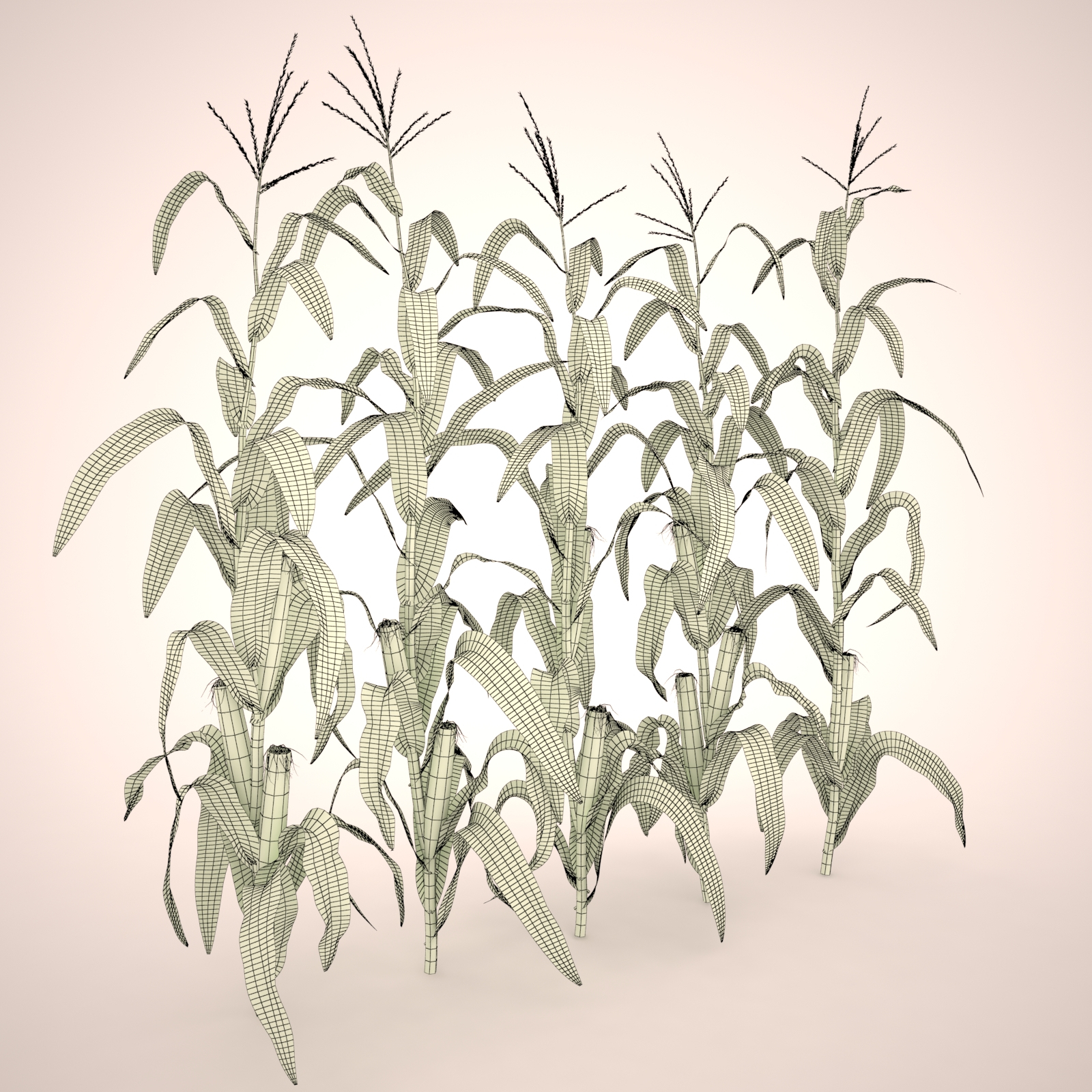3d corn stalks model