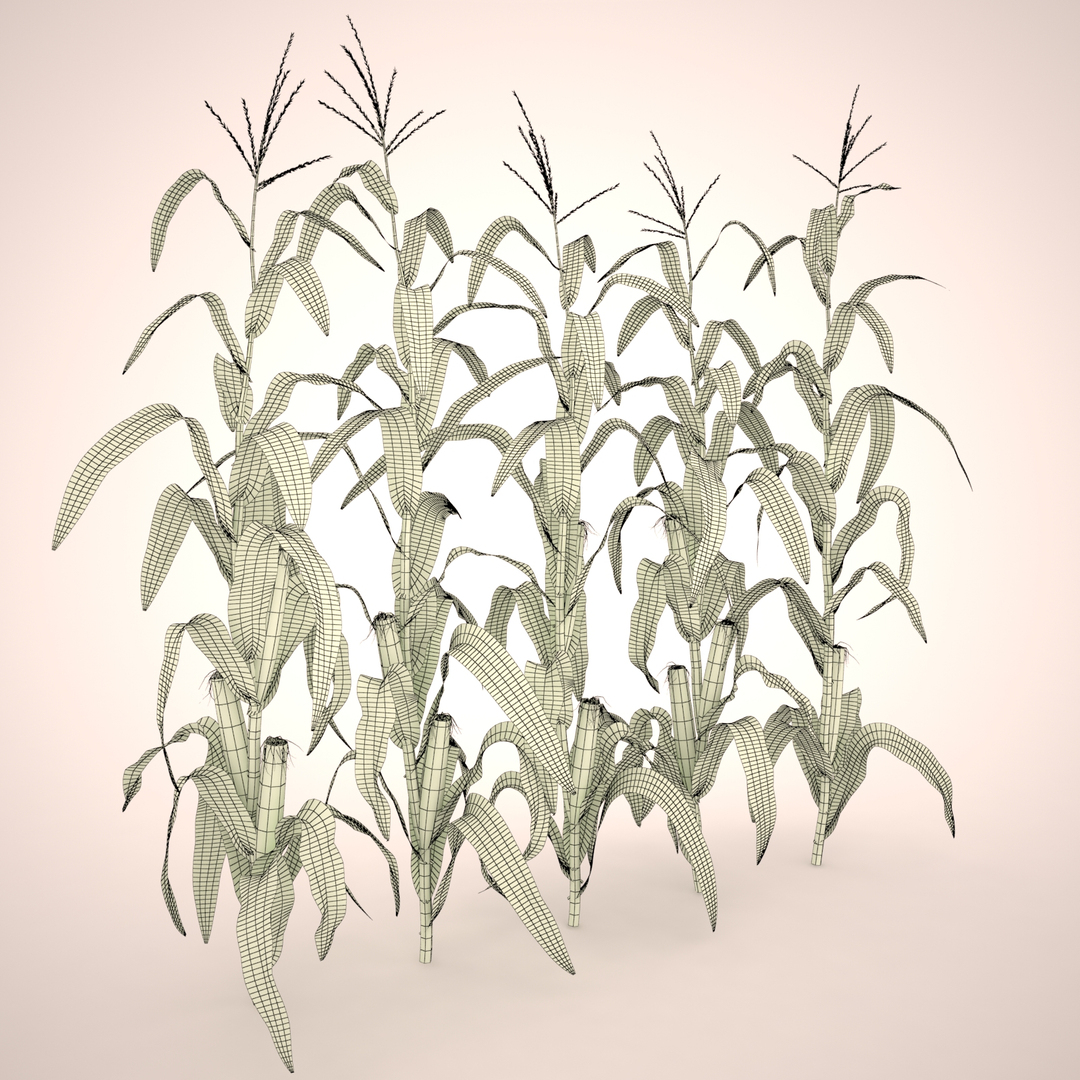 3d corn stalks model