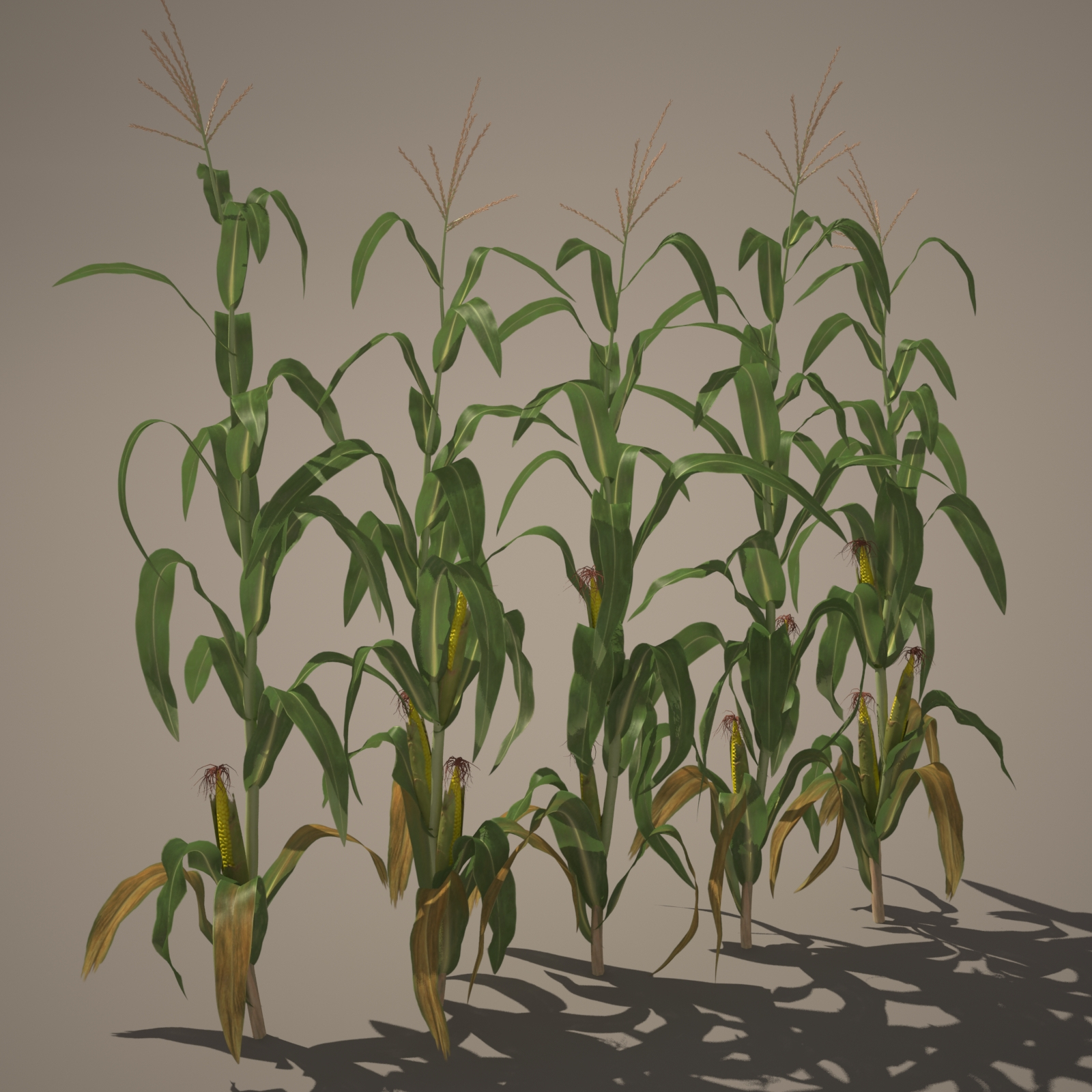 3d corn stalks model