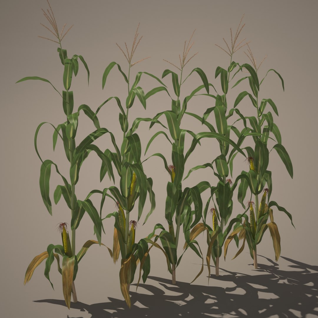 3d Corn Stalks Model
