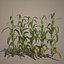 3d corn stalks model