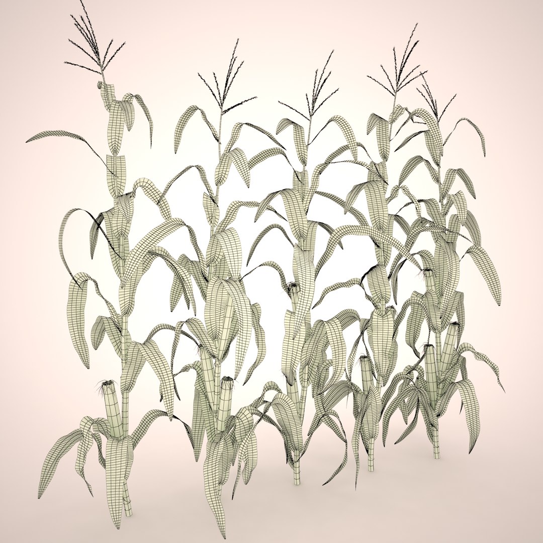 3d Corn Stalks Model