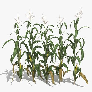 corn plant 3d model