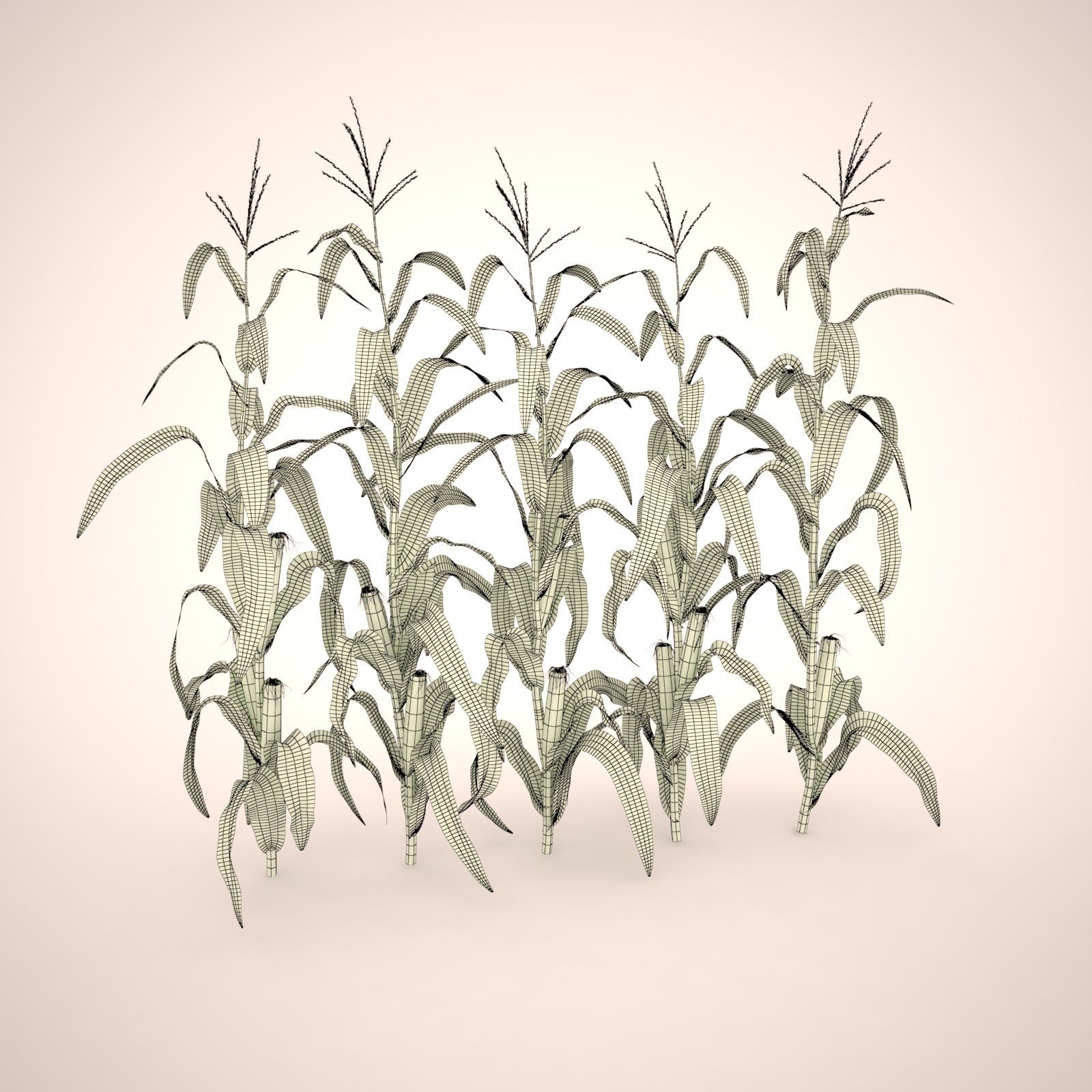 3d corn stalks model