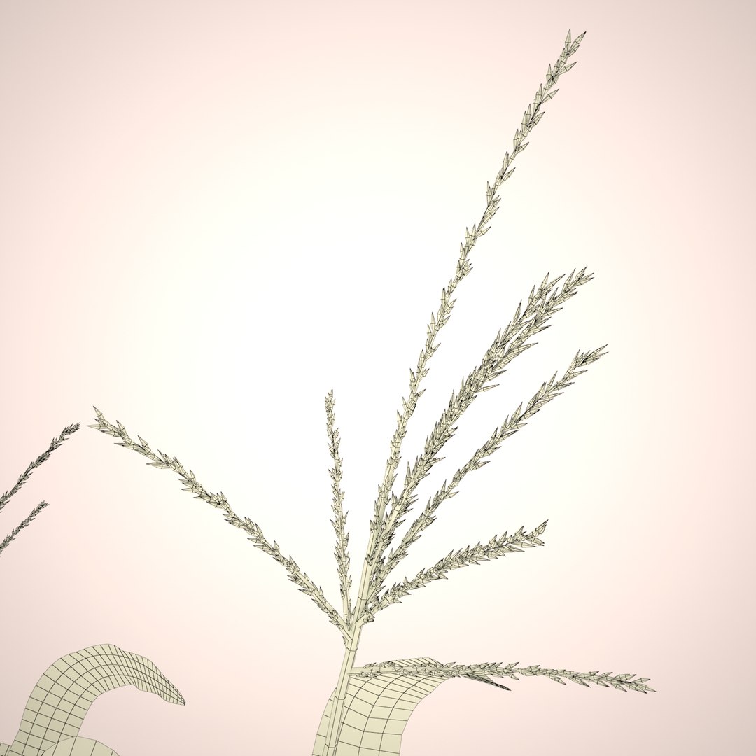 3d Corn Stalks Model