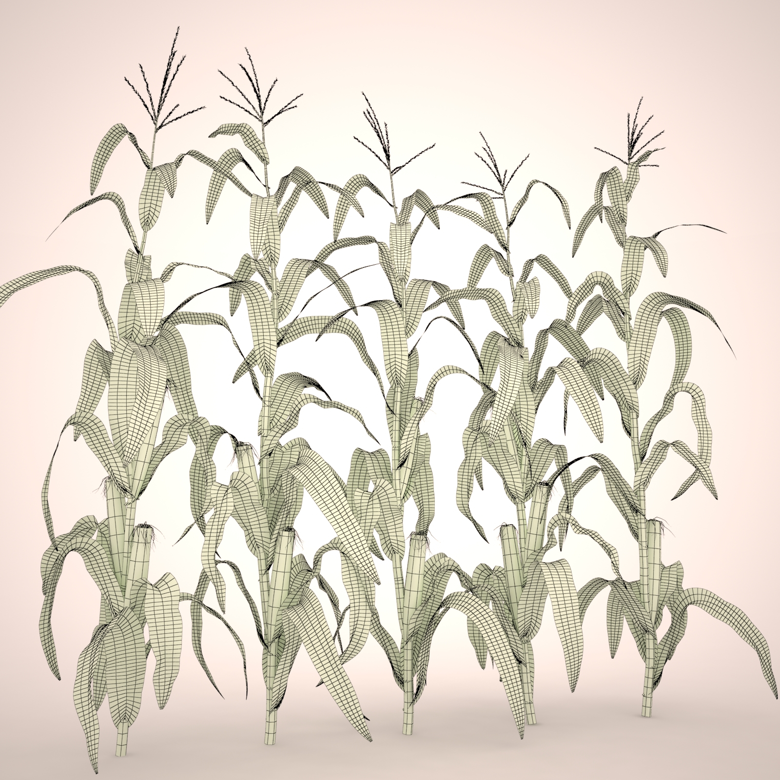 3d corn stalks model