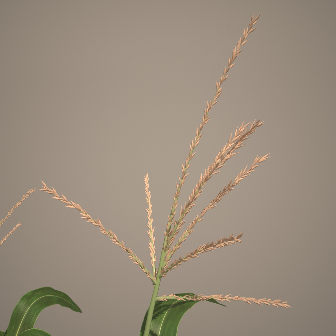 3d corn stalks model