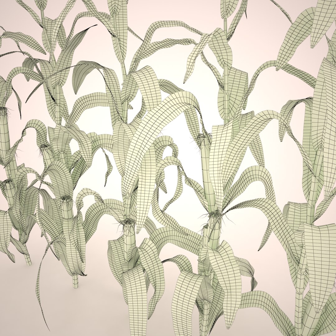 3d Corn Stalks Model