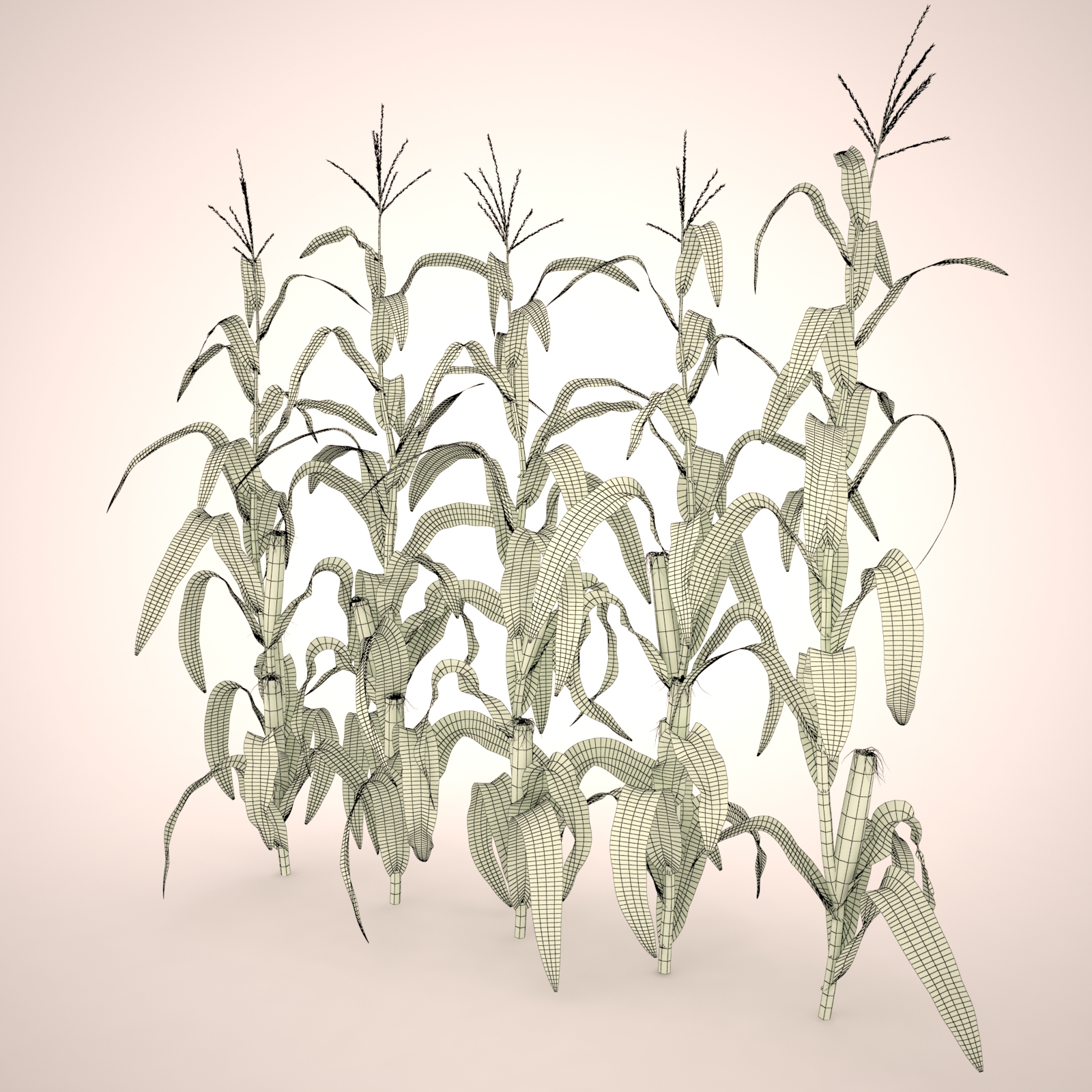 3d corn stalks model