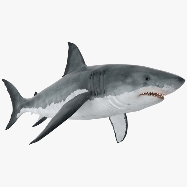 Great White Shark Fish Rigged for Cinema 4D 3D model - TurboSquid 1852803