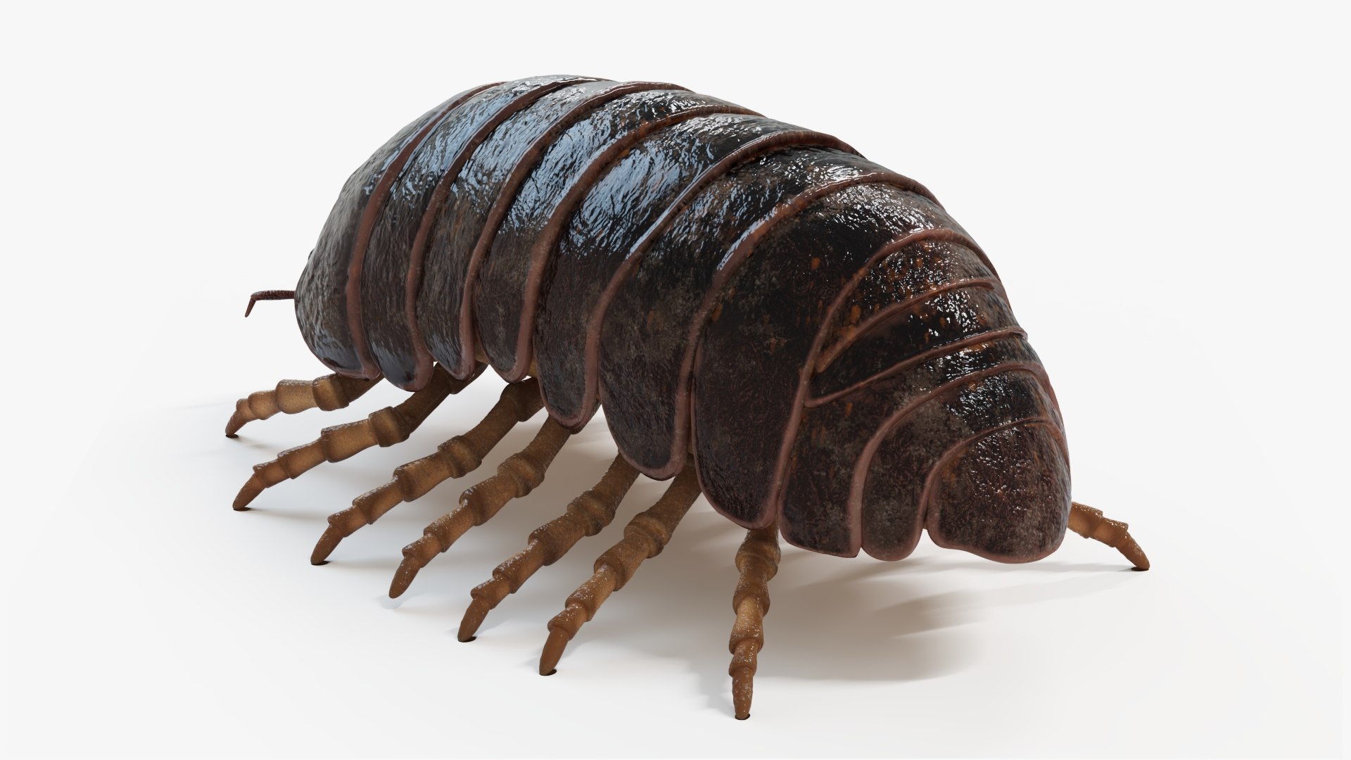 3D Pill Bug - TurboSquid 1970134