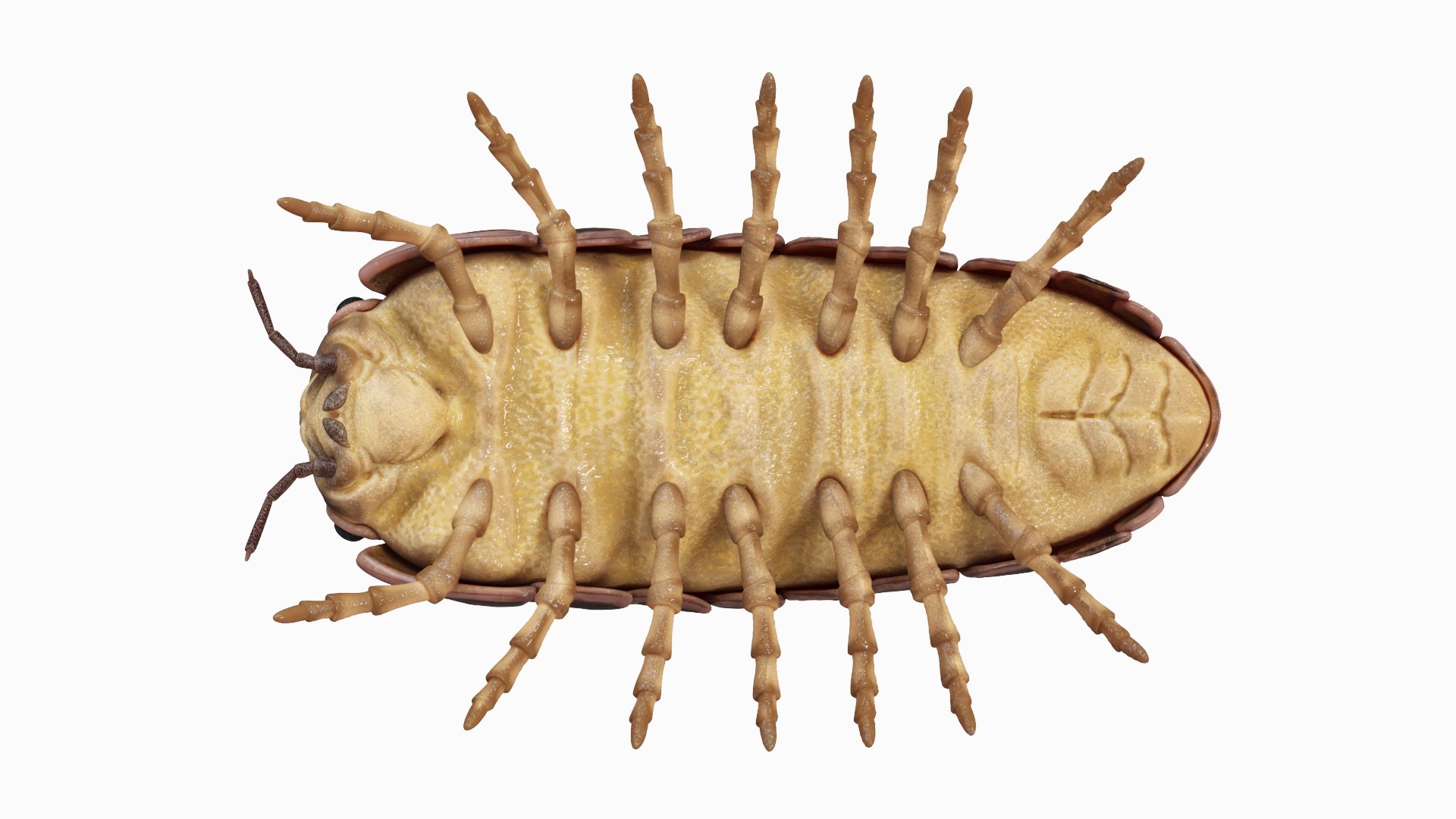 3D Pill Bug - TurboSquid 1970134