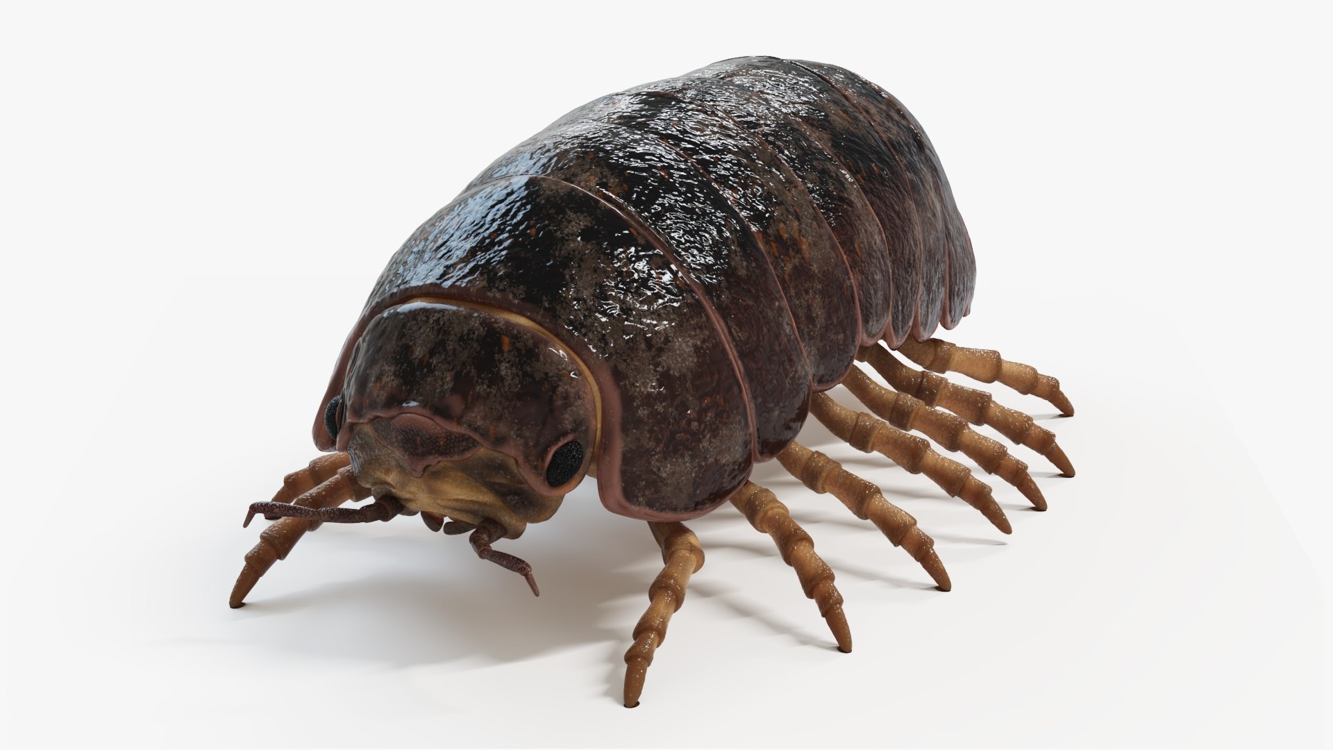 3D Pill Bug - TurboSquid 1970134