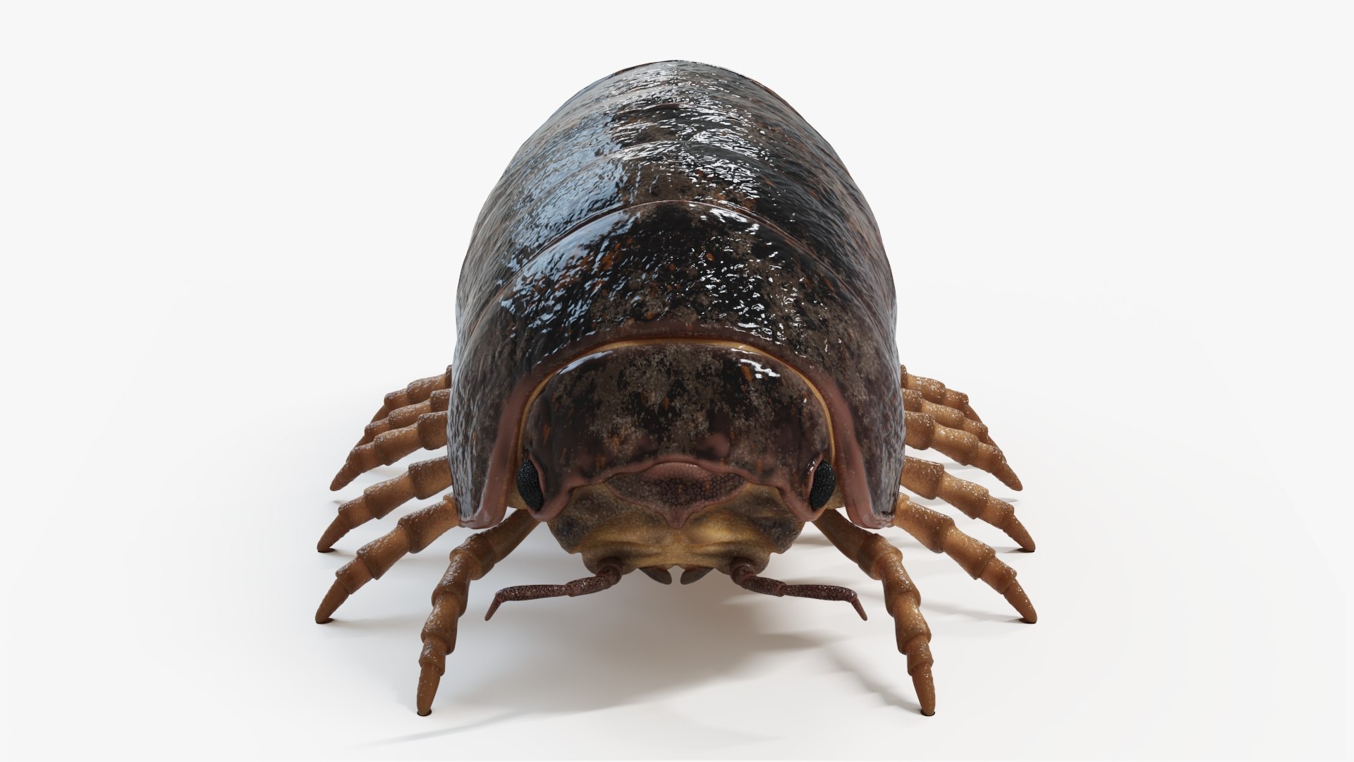 3D Pill Bug - TurboSquid 1970134