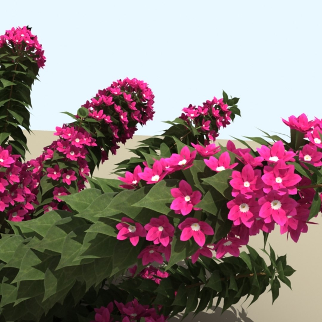 maya small plant set