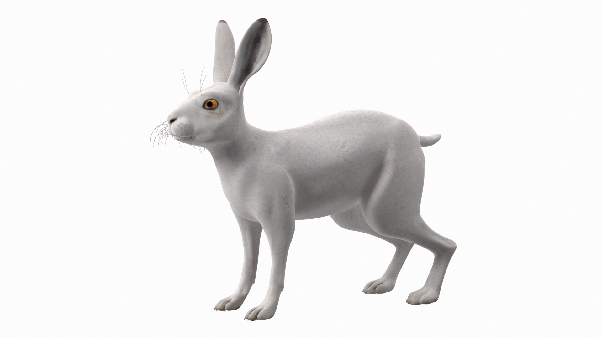 Winter Jackrabbit Rigged 3D - TurboSquid 2130161