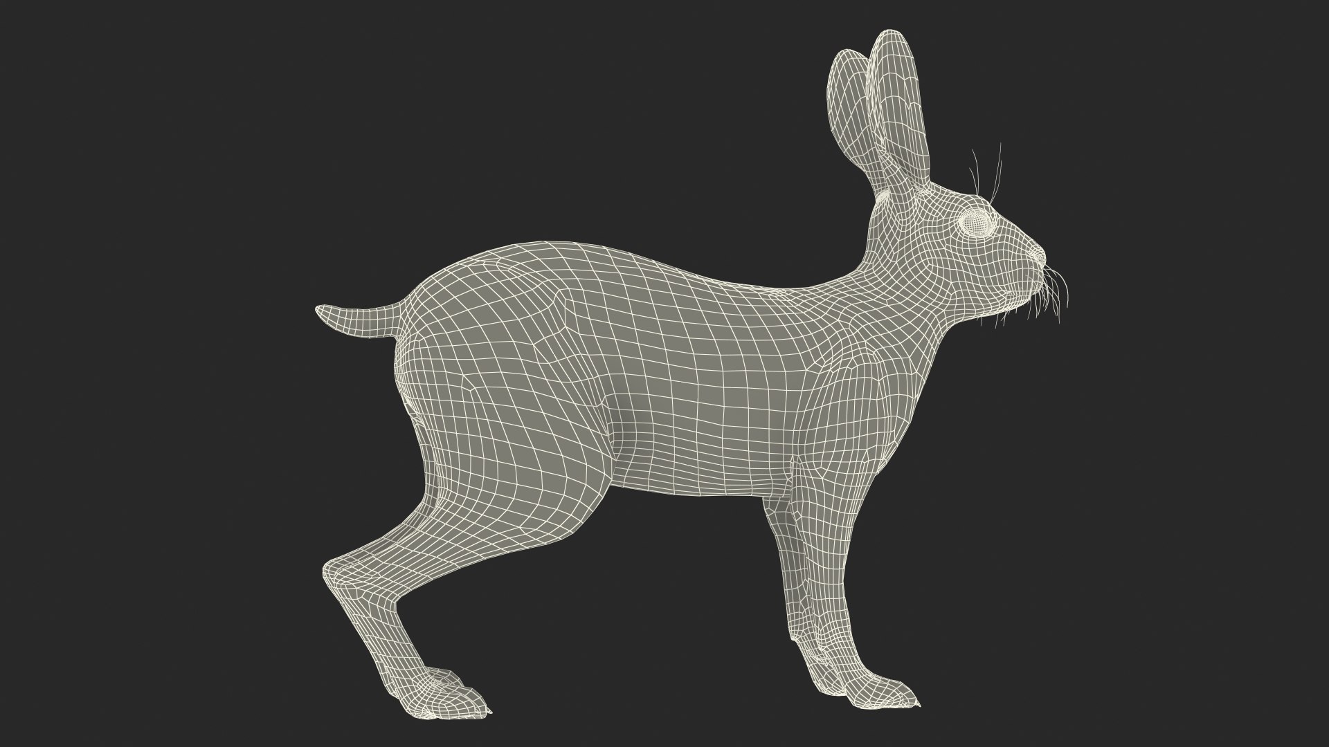 Winter Jackrabbit Rigged 3D - TurboSquid 2130161