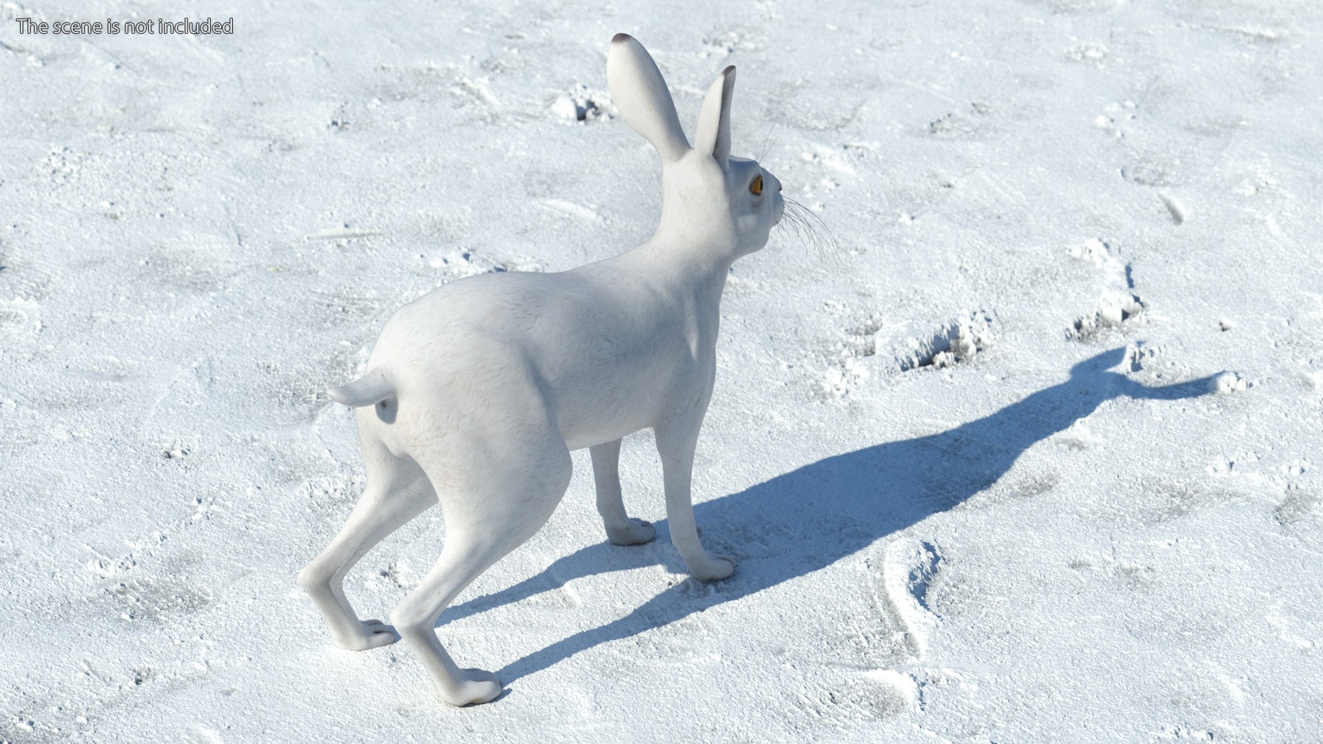 Winter Jackrabbit Rigged 3D - TurboSquid 2130161
