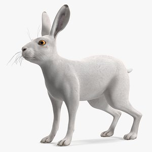 3D Hare Models | TurboSquid