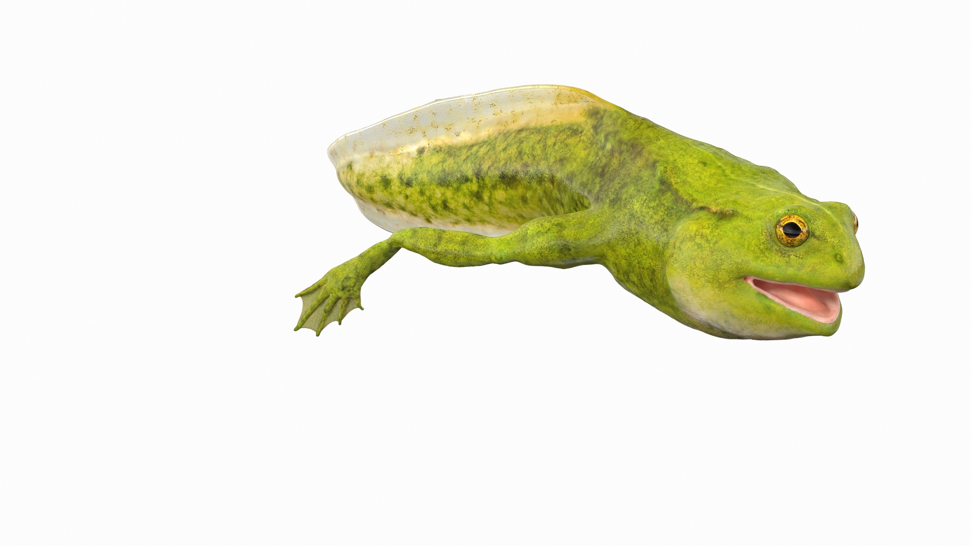 3D Model Tadpole Late Stage Rigged For Modo - TurboSquid 1720914