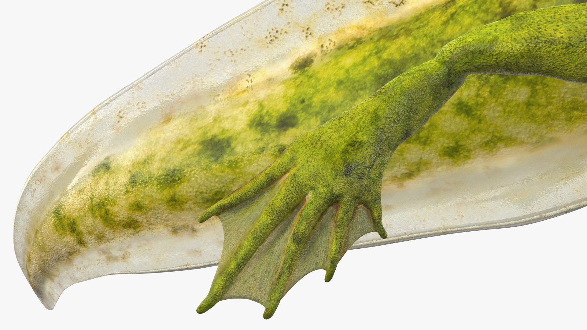 3D Model Tadpole Late Stage Rigged For Modo - TurboSquid 1720914