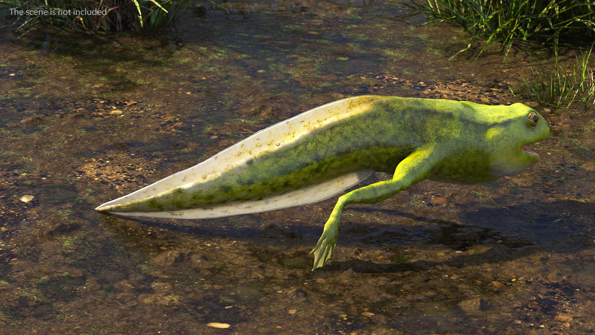 3D Model Tadpole Late Stage Rigged For Modo - TurboSquid 1720914