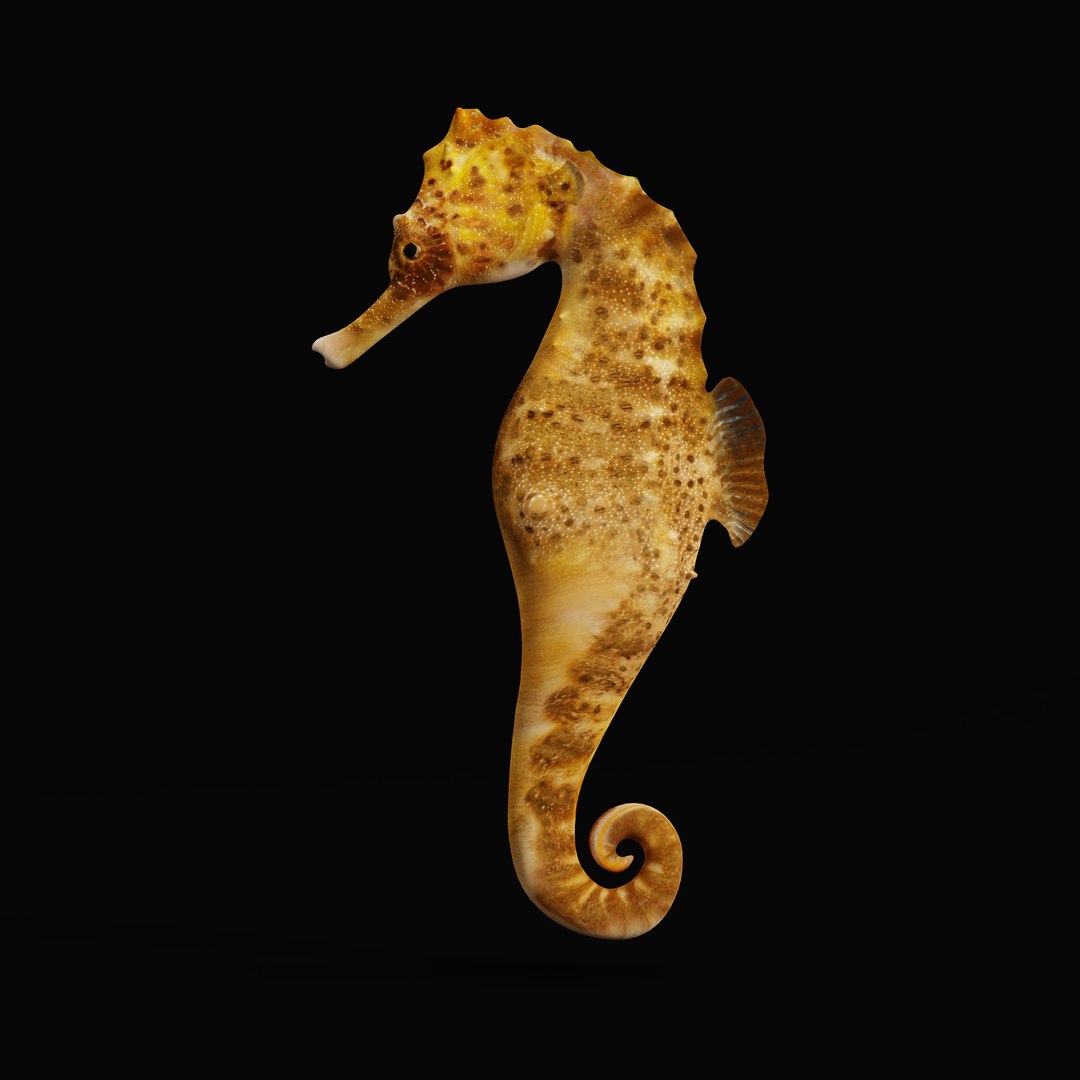 3D Model Seahorse Bony Fish - TurboSquid 2305504