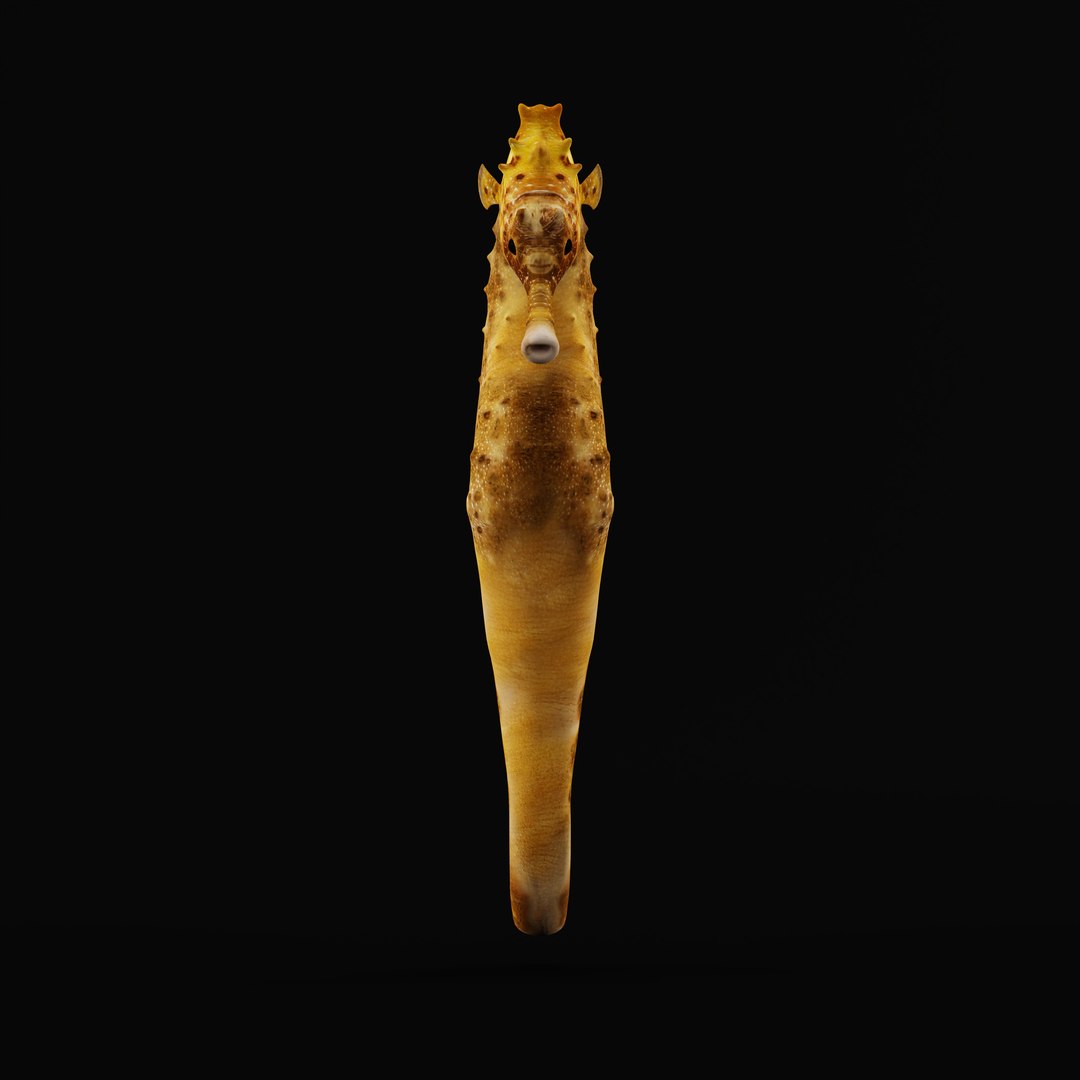 3D Model Seahorse Bony Fish - TurboSquid 2305504