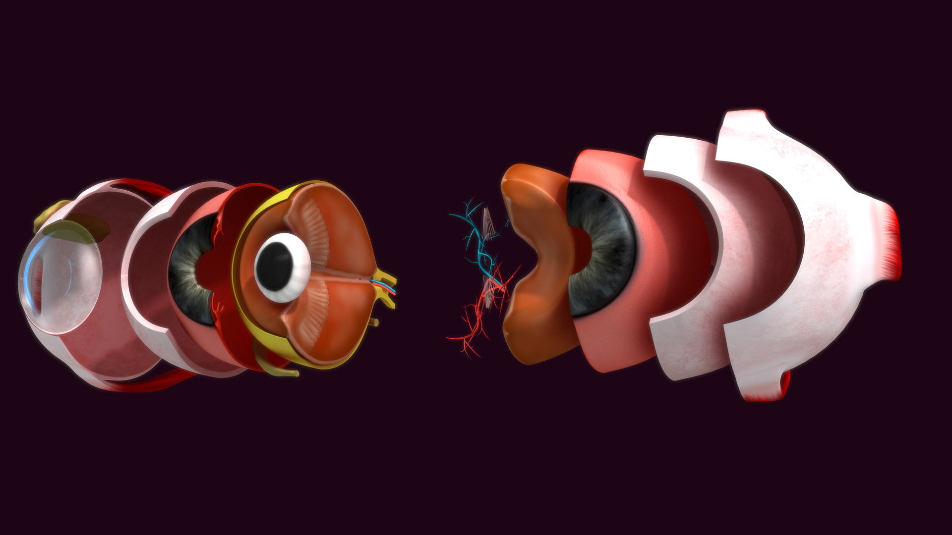 modelo 3d Anatomía del ojo humano con capas de ojos. - TurboSquid 1861018
