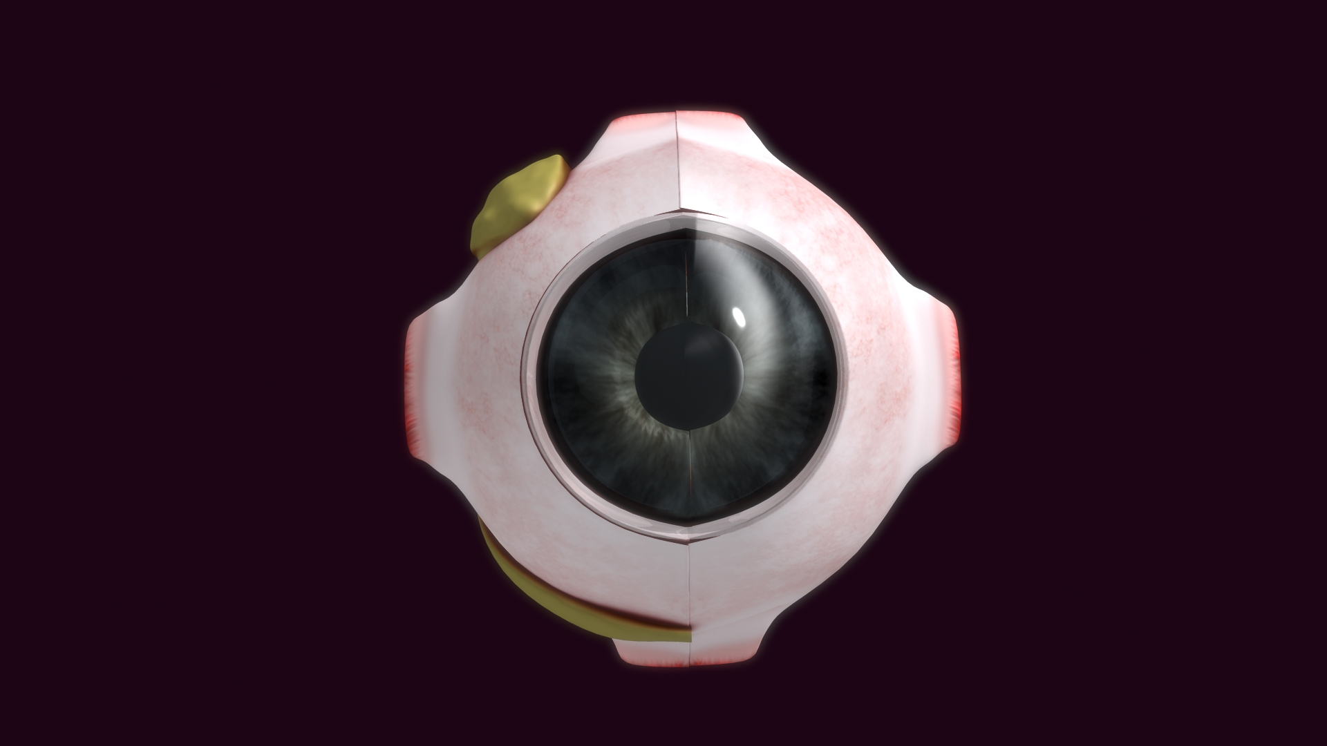Human Eye Anatomy With Eye Layers 3D Model - TurboSquid 1861018