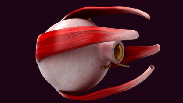 modelo 3d Anatomía del ojo humano con capas de ojos. - TurboSquid 1861018