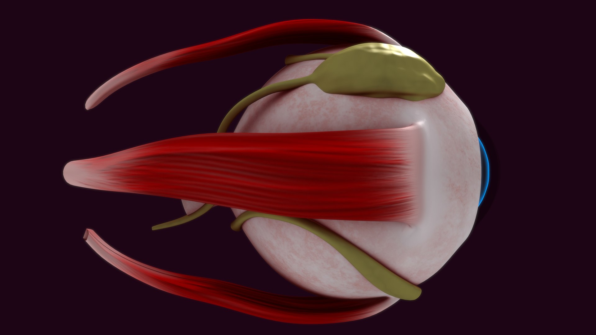 Human Eye Anatomy With Eye Layers 3D Model - TurboSquid 1861018