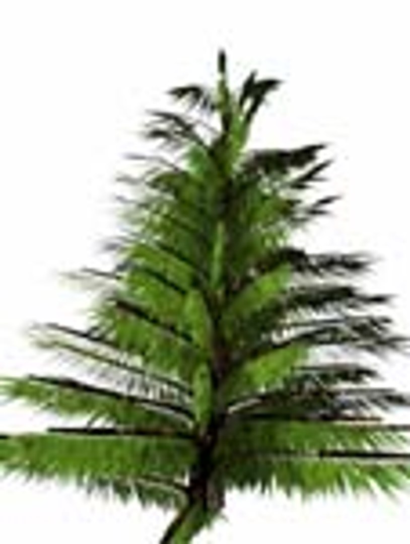 conifer bryce 3d model