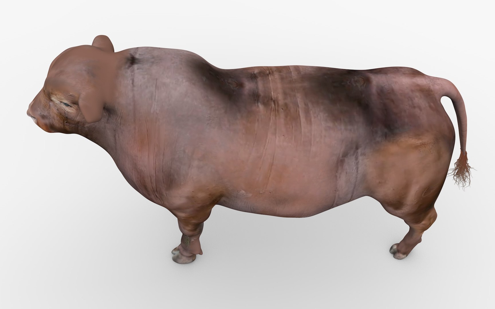 3D RED ANGUS L0001 model - TurboSquid 2149050