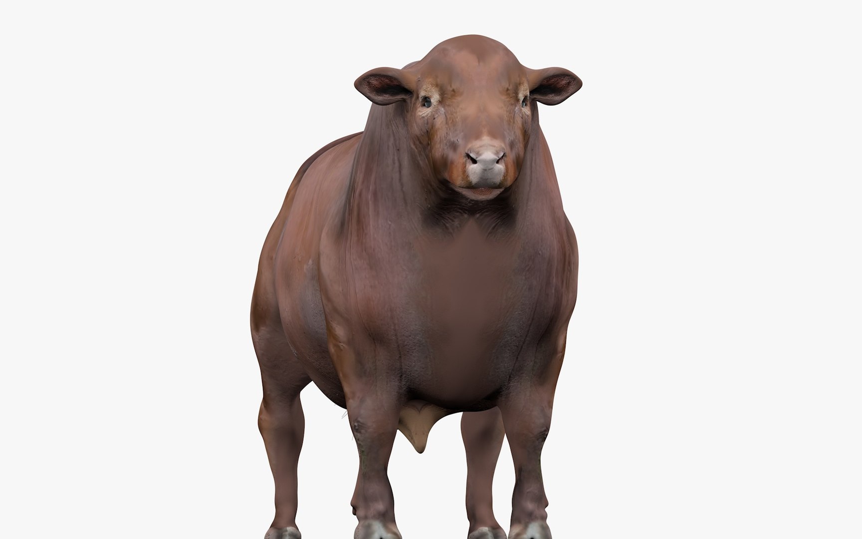 3D RED ANGUS L0001 Model - TurboSquid 2149050