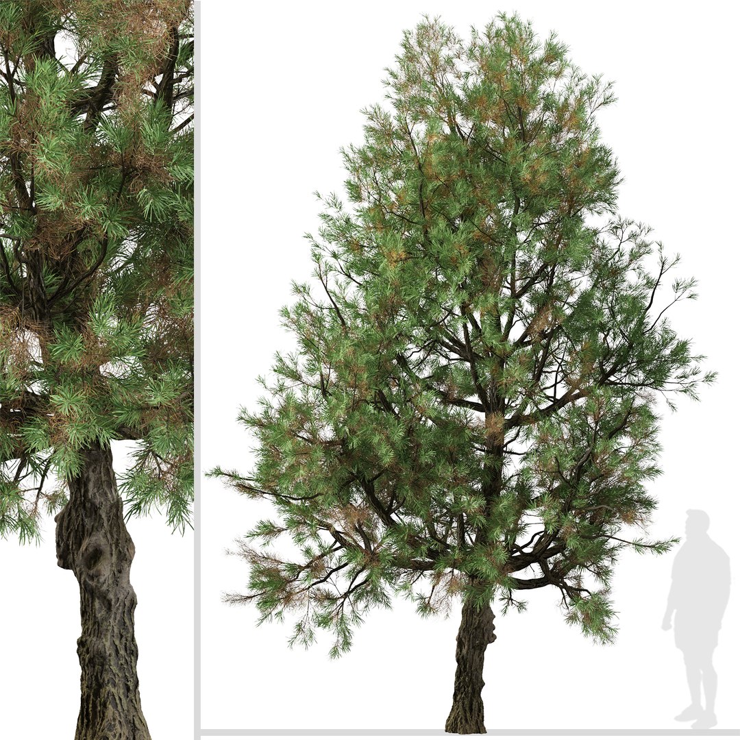 3D Model Set Of Pinus Nigra Or Austrian Pine Tree - 2 Trees ...