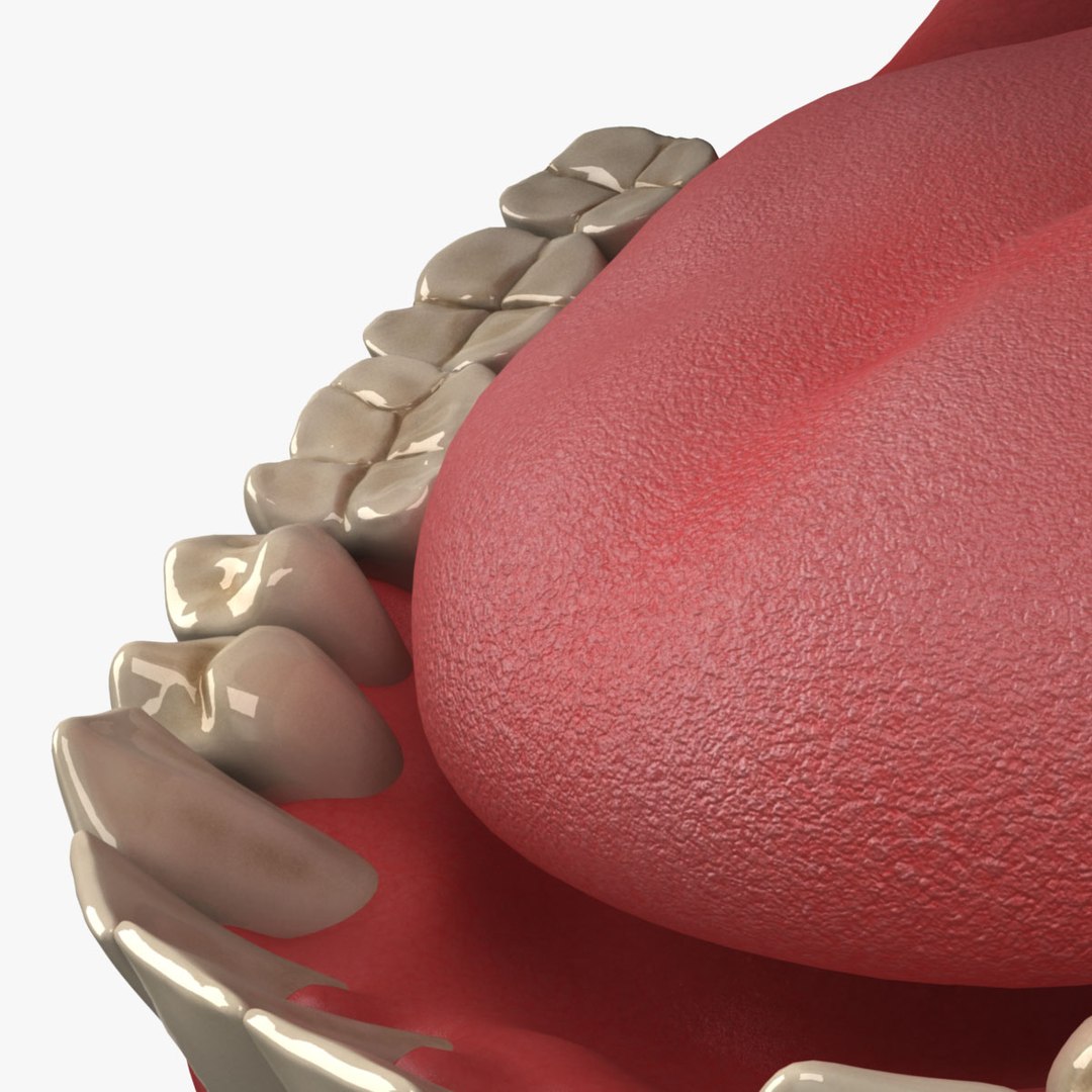 Human Teeth Gums 3d Obj