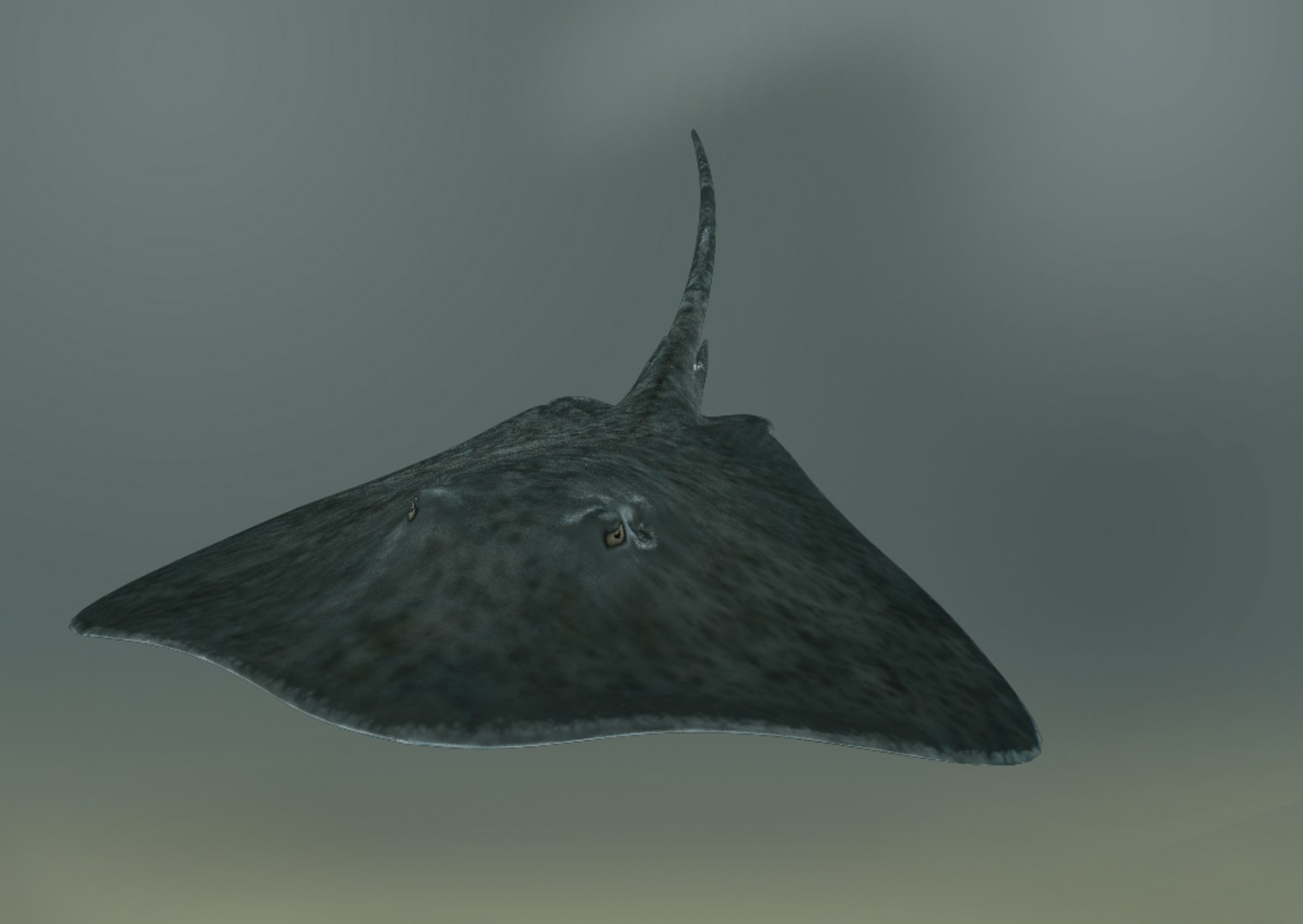 3d model custom rigged stingray