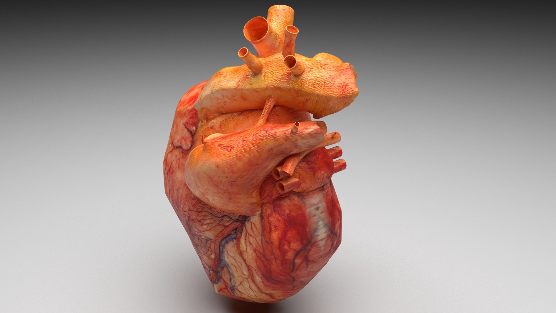 3D Human Heart - TurboSquid 1865083