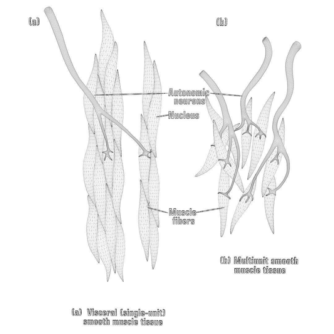 3D Model Smooth Muscle Anatomy - TurboSquid 2070920