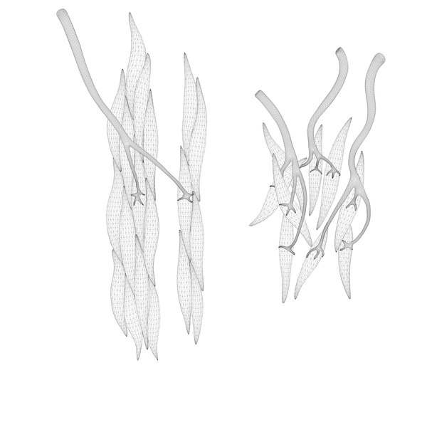 modelo 3d Smooth Muscle Anatomy - TurboSquid 2070920