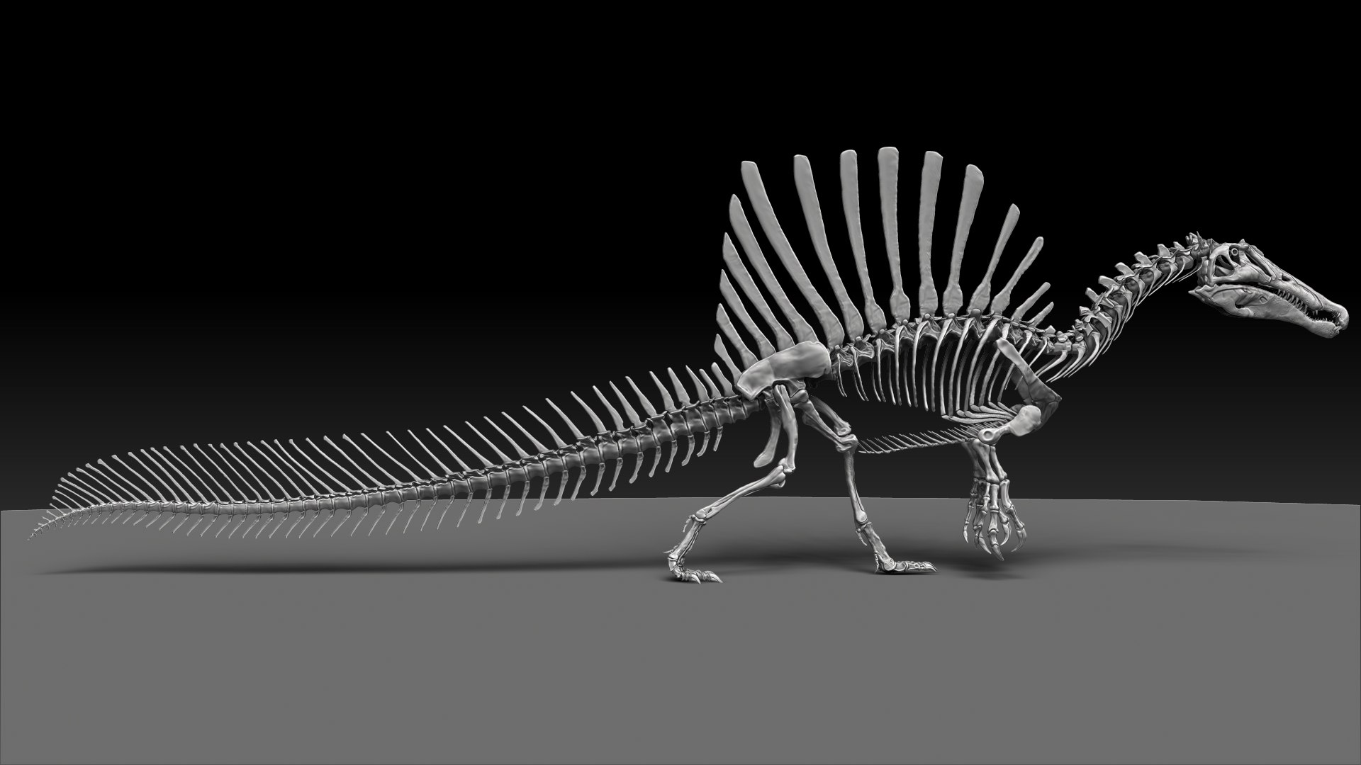 3D Model Spinosaurus 2020 Version Full Set Skeletons Sculpt Project ...