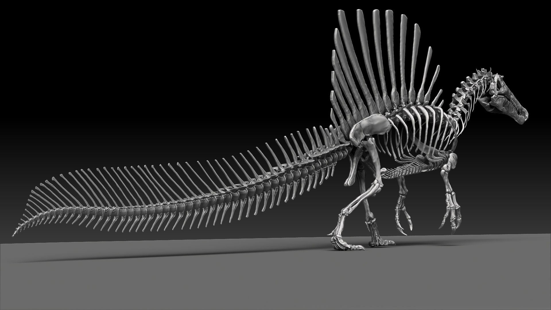 3D Model Spinosaurus 2020 Version Full Set Skeletons Sculpt Project ...