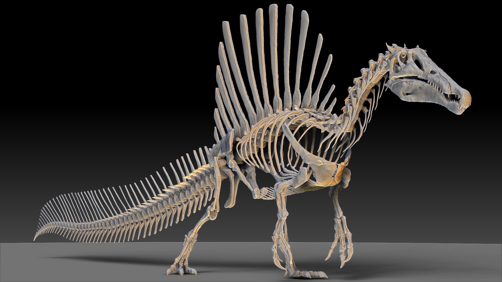 3D Model Spinosaurus 2020 Version Full Set Skeletons Sculpt Project ...