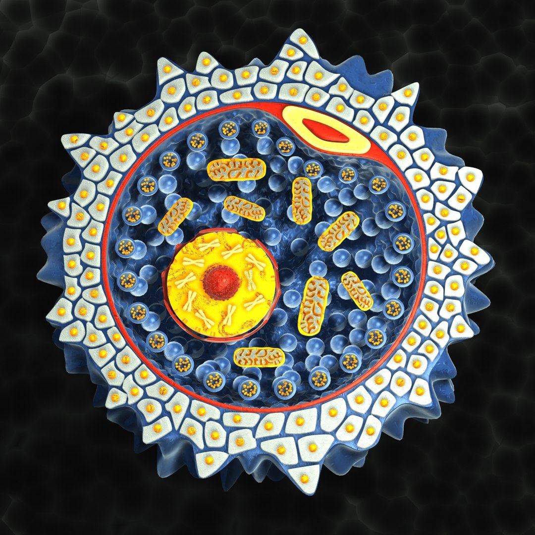 Human Egg Cell 3d Model