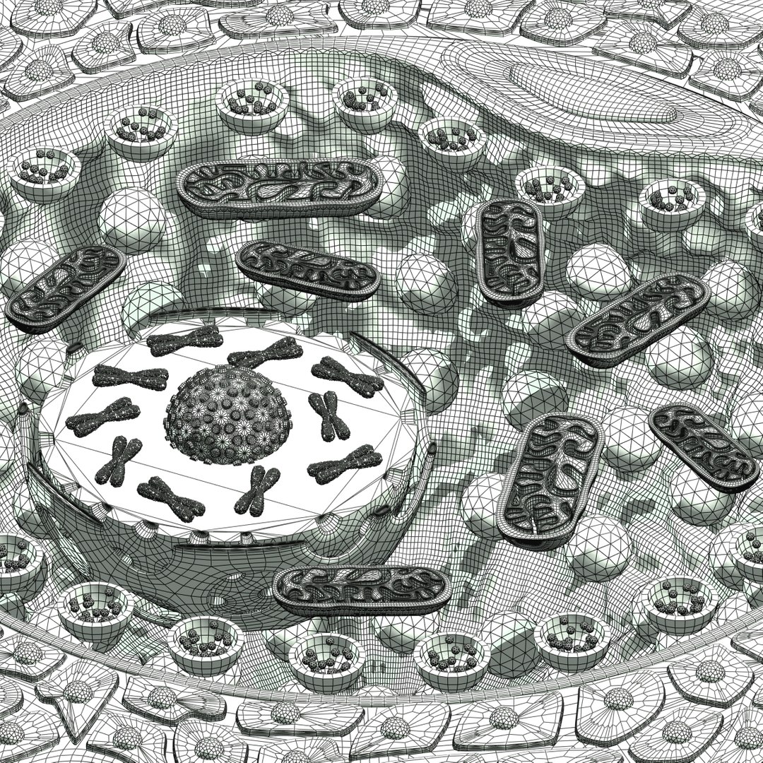 Human Egg Cell 3d Model